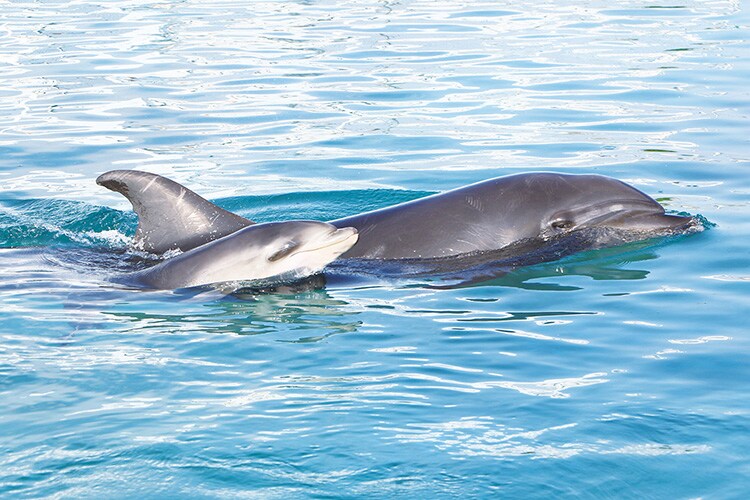 この夏「ふれあいラグーン」で2頭目の赤ちゃんが誕生！｜横浜・八景島シーパラダイス Yokohama Hakkeijima Sea Paradise